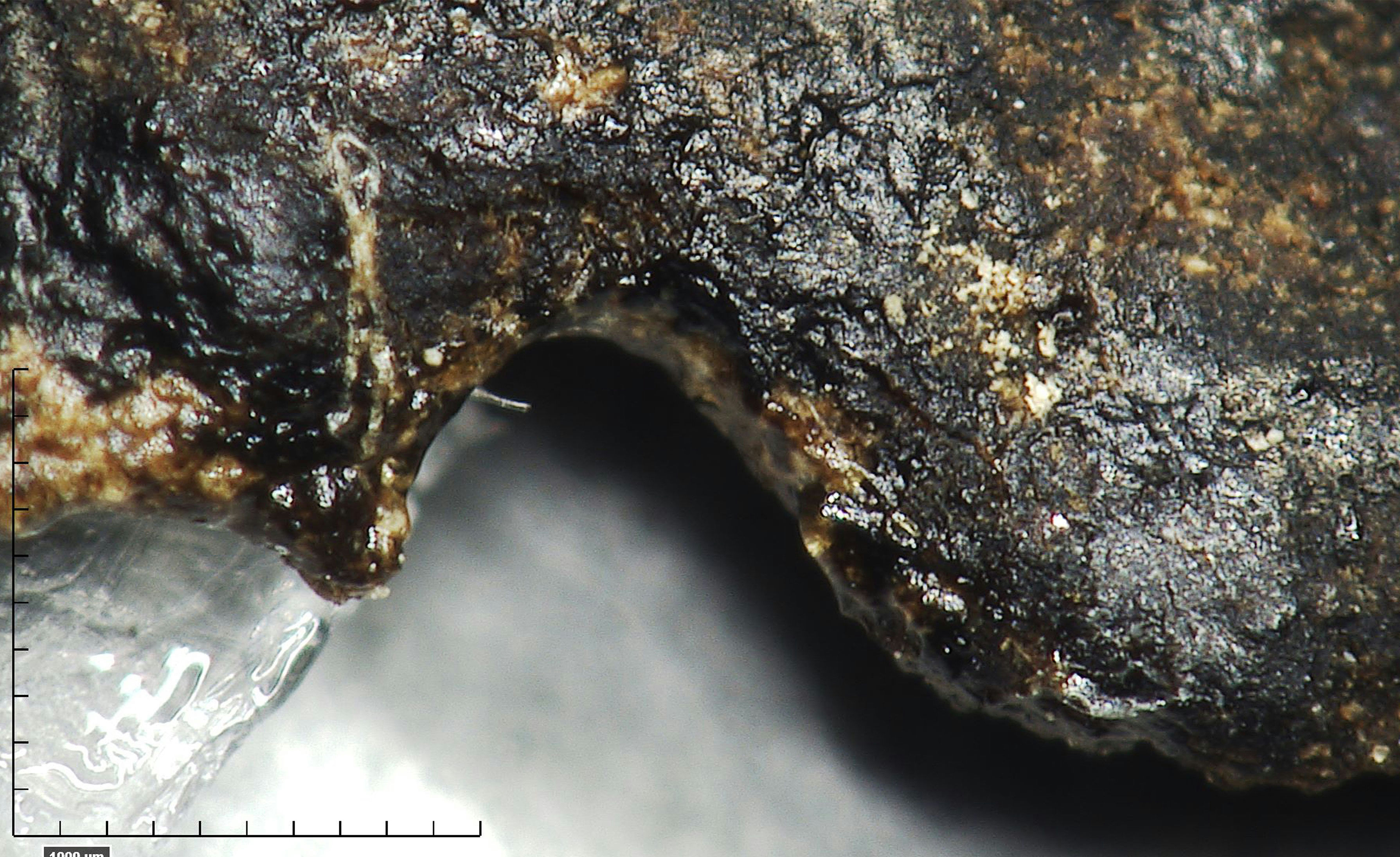 Home | Museum of the Bible